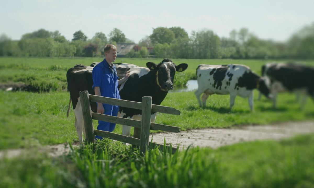 Op het land van boer Burchart floreert de grutto, toch overheersen de ...
